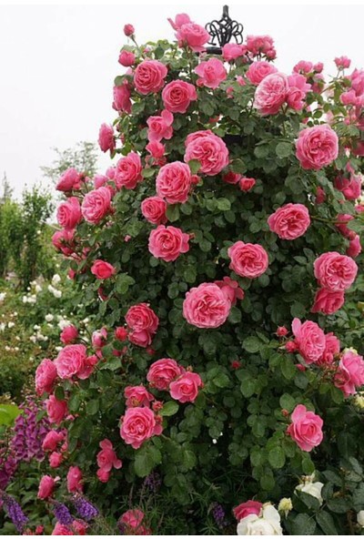 Tohum Dünyam 15 Adet Pembe Renkli Sarmaşık Gül Tohumu Tohum Dünyam 15 Adet Pembe Renkli Sarmaşık Gül Tohumu