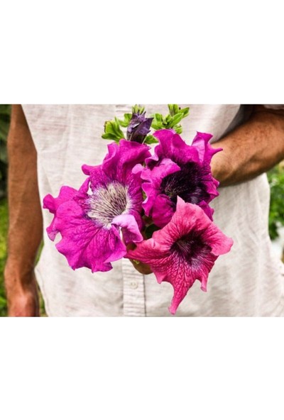 Tohum Dünyam 25 Adet Super Bissima Petunya Tohumu Tohum Dünyam 25 Adet Super Bissima Petunya Tohumu