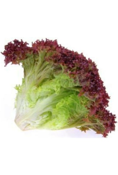 Tohum Dünyam 100 Adet Kırmızı Kıvırcık Marul Tohumu