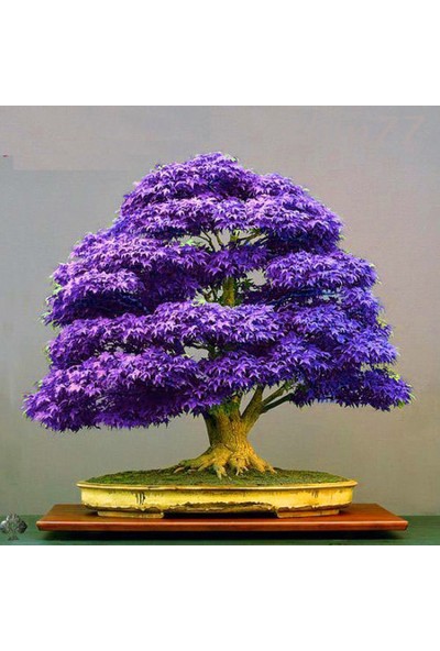 Tohum Dünyam Bodur Mor Azalea Bonsai Ağacı Tohumu 5 Adet Tohum Tohum Dünyam Bodur Mor Azalea Bonsai Ağacı Tohumu 5 Adet Tohum