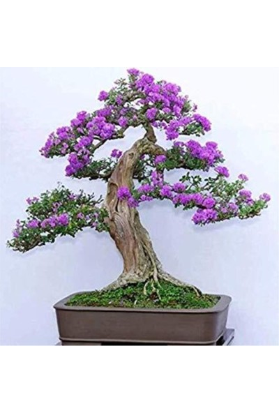Tohum Dünyam Jakaranda Bonzai Ağacı Tohumu 5 Adet Bonsai Ağacı Tohumu Tohum Dünyam Jakaranda Bonzai Ağacı Tohumu 5 Adet Bonsai Ağacı Tohumu