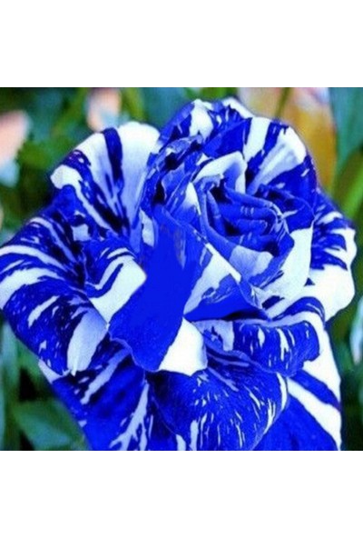 Tohum Dünyam 5 Adet Mavi Beyaz Gül Tohumu