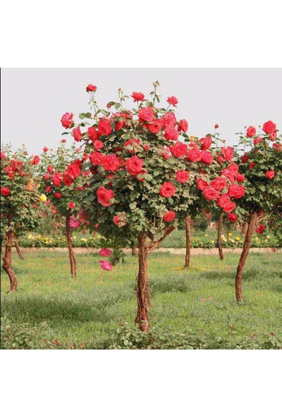 Tohum Dünyam 5 Adet Bodur Kırmızı Gül Ağacı Tohumu Tohum Dünyam 5 Adet Bodur Kırmızı Gül Ağacı Tohumu