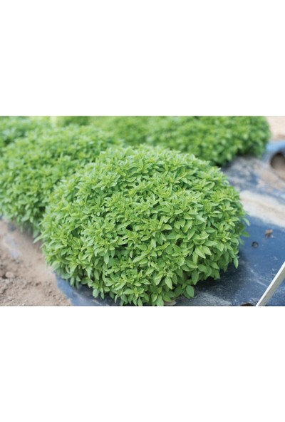 Tohum Dünyam 100 Adet Dev Top Reyhan/fesleğen Tohumu