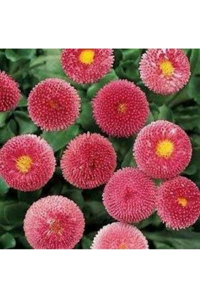 Tohum Dünyam 10 Adet Pembe Renkli Ingiliz Papatyası Tohumu Tohum Dünyam 10 Adet Pembe Renkli Ingiliz Papatyası Tohumu