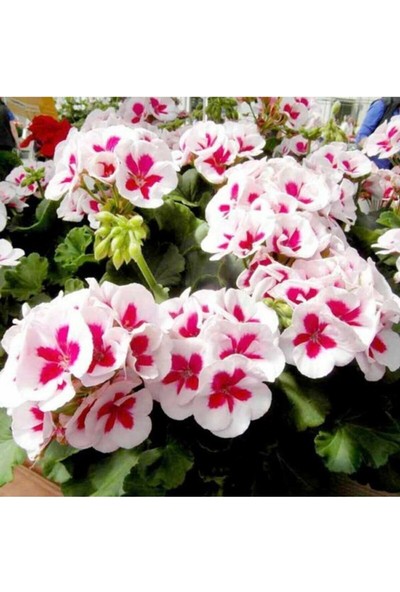 Tohum Dünyam 10 Adet Pembe Renk Sakız Sardunya Tohumu