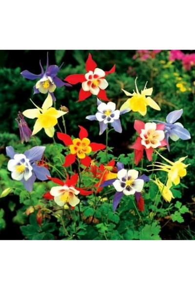 Tohum Dünyam 20 Adet Karışık Renkli Haseki Küpesi Çiçek Tohumu Tohum Dünyam 20 Adet Karışık Renkli Haseki Küpesi Çiçek Tohumu