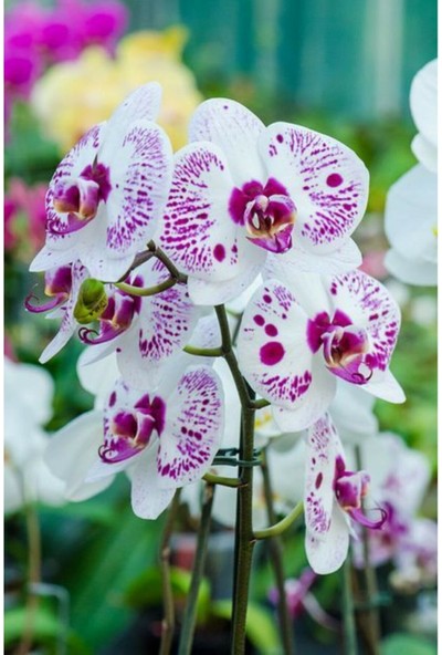 Tohum Dünyam 10 Adet Özel Kokulu Orkide Çiçeği Tohumu