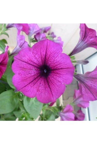 Tohum Dünyam 10 Adet Gül Kurusu Renkli Bodur Petunya Tohumu Ithal