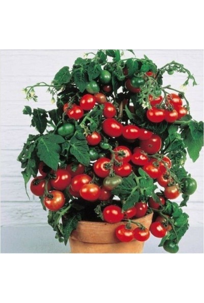 Tohum Dünyam Cherry Saksılık Domates Tohumu 15 Adet Tohum Dünyam Cherry Saksılık Domates Tohumu 15 Adet