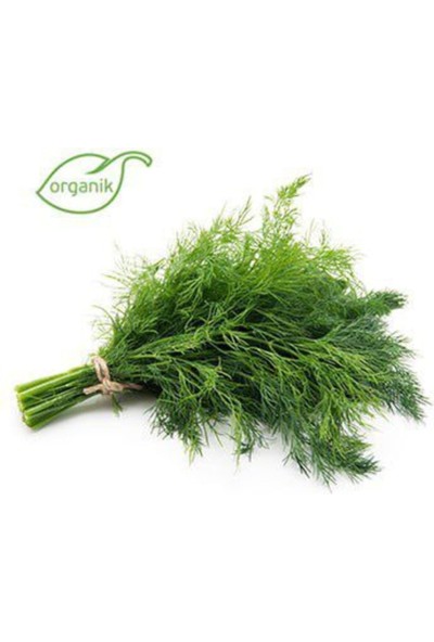 Tohum Dünyam 100 Adet Bol Kokulu Organik Dereotu Tohumu