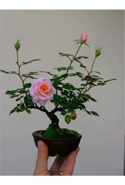 Tohum Dünyam Bodur Pembe Gül Bonzai Ağacı Tohumu 5 Adet Tohum