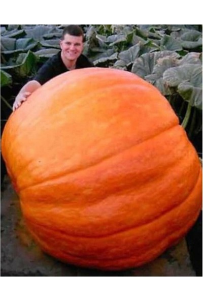 Tohum Dünyam Eko Paket 10 Adet Tohum Atlantik Giant Dev Kabak Tohumu