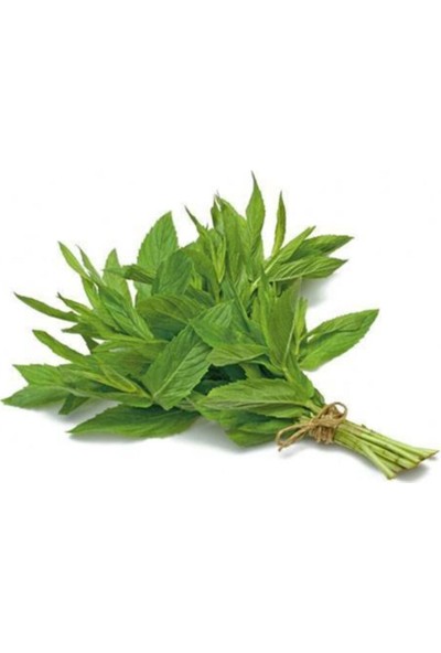 Tohum Dünyam Erkenci Yayılıcı Yediveren Nane Tohumu 50 Adet Tohum