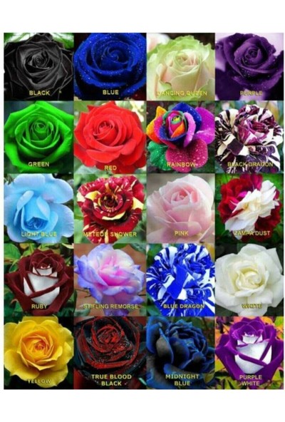 Tohum Dünyam 20 Adet 20 Çeşit Karışık Gül Tohumu