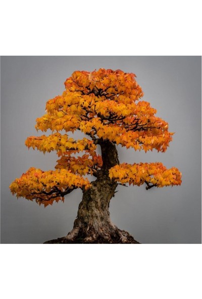 Tohum Dünyam Liquidambar Bonsai Ağacı Tohumu 5 Adet Bonsai Ağacı Tohumu Tohum Dünyam Liquidambar Bonsai Ağacı Tohumu 5 Adet Bonsai Ağacı Tohumu