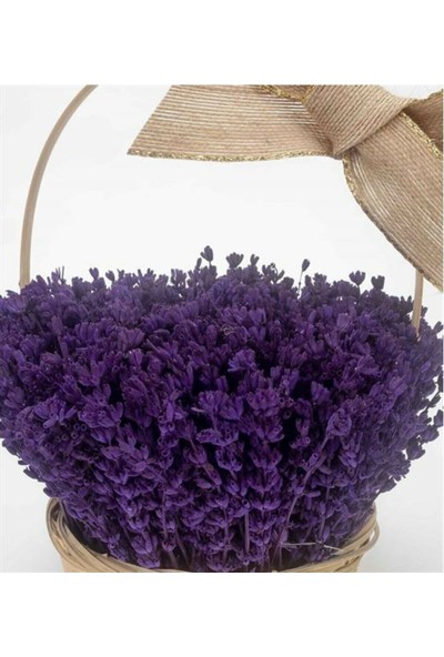 Tohum Dünyam 10 Adet Bodur Ingiliz Lavantası Kokulu Çiçek Tohumu