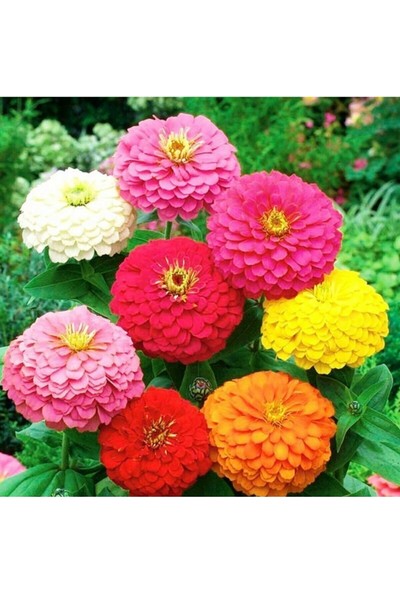 Tohum Dünyam 10 Adet Karışık Renkli Zinnia Çiçek Tohumu