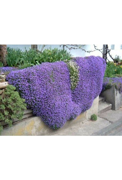 Tohum Dünyam 10 Adet Mor Renkli Sarkan Obrizya Çiçek Tohumu Tohum Dünyam 10 Adet Mor Renkli Sarkan Obrizya Çiçek Tohumu