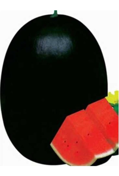 Tohum Dünyam Meşhur Halep Siyah Karpuz Tohumu 15 Adet Tohum Tohum Dünyam Meşhur Halep Siyah Karpuz Tohumu 15 Adet Tohum