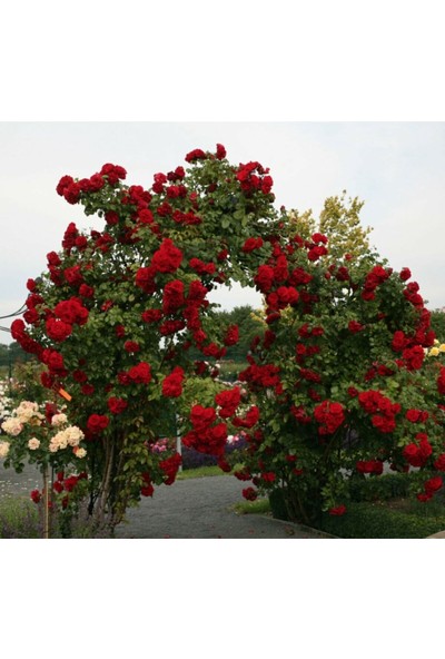 Tohum Dünyam 20 Adet Kırmızı Sarmaşık Gül Tohumu