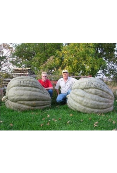 Tohum Dünyam Amerikan Dev Kabak 10 Tohum