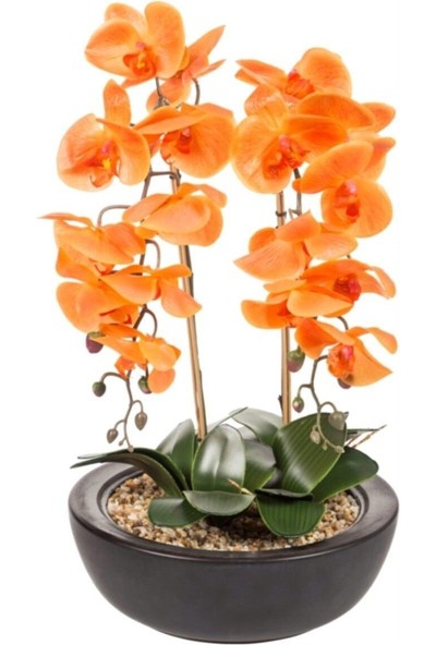 Tohum Dünyam 10 Adet Turuncu Orkide Tohumu