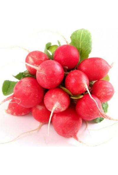 Tohum Dünyam Kırmızı Fındık Turp Tohumu 50 Adet Tohum Tohum Dünyam Kırmızı Fındık Turp Tohumu 50 Adet Tohum