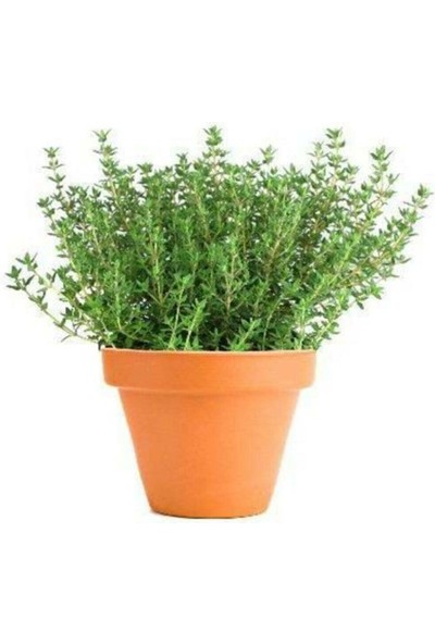 Tohum Dünyam Aromatik Dağ Kekiği Tohumu 25 Adet Kekik Tohumu Tohum Dünyam Aromatik Dağ Kekiği Tohumu 25 Adet Kekik Tohumu