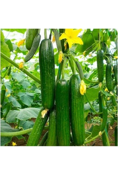 Tohum Dünyam Ithal Erkenci Bol Verim Sırık Salatalık Tohumu 5 Adet Tohum Tohum Dünyam Ithal Erkenci Bol Verim Sırık Salatalık Tohumu 5 Adet Tohum