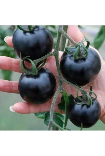 Tohum Dünyam Siyah Domates Tohumu 5 Adet Tohum Black Tomato Tohum Dünyam Siyah Domates Tohumu 5 Adet Tohum Black Tomato