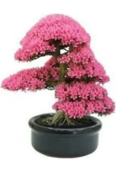 Tohum Dünyam Erguvan Bonzai Ağacı Tohumu 5 Adet Bonsai Ağacı Tohumu Tohum Dünyam Erguvan Bonzai Ağacı Tohumu 5 Adet Bonsai Ağacı Tohumu