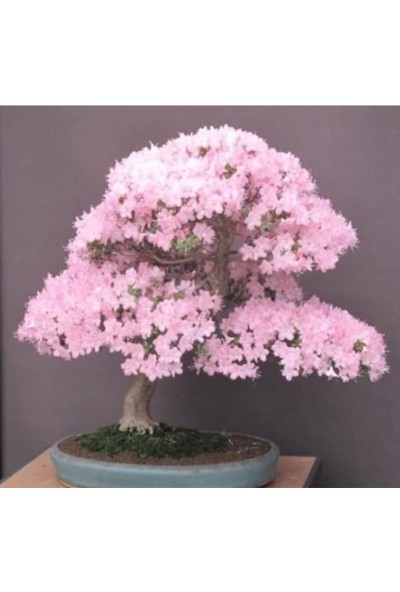 Tohum Dünyam Bodur Cherry Blossom Bonzai Ağacı Tohumu 5 Adet Bonsai Ağacı Tohumu