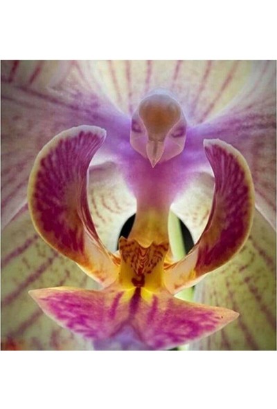 Tohum Dünyam 25 Adet Kuş Şeklinde Orkide Tohumu Phalaenopsis Kuş Şeklinde Orkide Tohumu