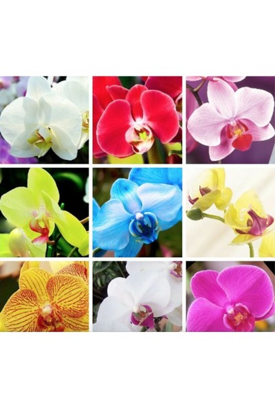 Tohum Dünyam 9 Çeşit Karışık Renk Orkide Tohumu 25+ Tohum