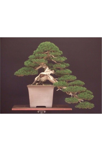 Tohum Dünyam Bodur Lübnan Sediri Bonzai Ağacı Tohumu 5 Adet Bonsai Ağacı Tohumu Tohum Dünyam Bodur Lübnan Sediri Bonzai Ağacı Tohumu 5 Adet Bonsai Ağacı Tohumu