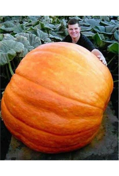 Tohum Dünyam Ithal Dev Kabak Tohumu 2 Adet Tohum Atlantik Giant Bal Kabağı Tohum Dünyam Ithal Dev Kabak Tohumu 2 Adet Tohum Atlantik Giant Bal Kabağı