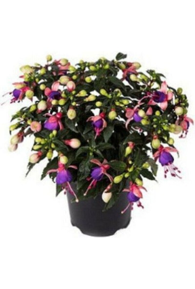 Tohum Dünyam Mor Küpeli Çiçeği Tohumu 5 Adet Tohum Çiçek Tohumu