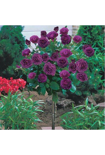 Tohum Dünyam 5 Adet Bodur Mor Gül Ağacı Tohumu