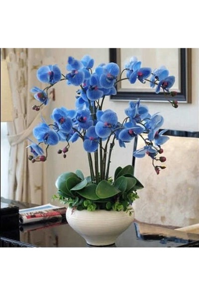 Tohum Dünyam 10 Adet Mavi Orkide Tohumu