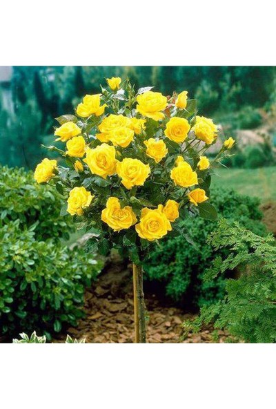 Tohum Dünyam 5 Adet Bodur Sarı Gül Ağacı Tohumu