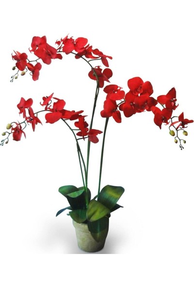 Tohum Dünyam 10 Adet Kırmızı Orkide Tohumu