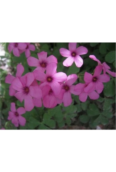 Tohum Dünyam Süs Yoncası Tohumu 500+ Tohum