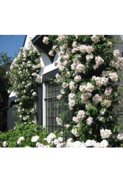 Tohum Dünyam 5 Adet Beyaz Sarmaşık Gül Tohumu Tohum Dünyam 5 Adet Beyaz Sarmaşık Gül Tohumu