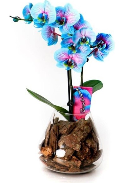 Tohum Dünyam 10 Adet Turkuaz Orkide Tohumu