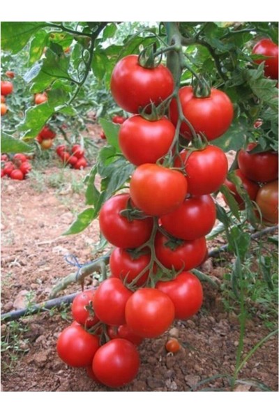 Tohum Dünyam Süper Paket 100 Adet Tohum Ithal Mis Kokul Gerçek Sırık Domates Tohumu Tohum Dünyam Süper Paket 100 Adet Tohum Ithal Mis Kokul Gerçek Sırık Domates Tohumu