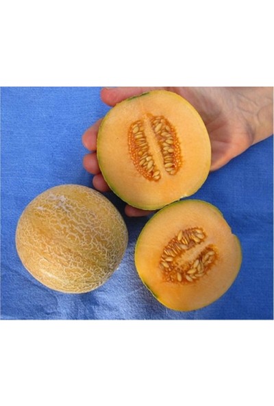 Tohum Dünyam Minyatür Kavun Tohumu* 10+ Tohum