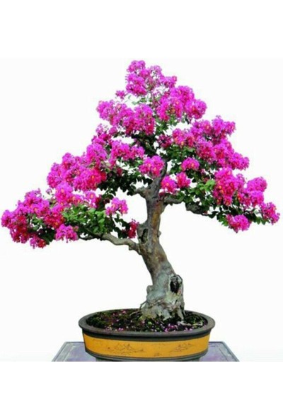Tohum Dünyam Bodur Mersin Bonzai Ağacı Tohumu 5 Adet Bonsai Ağacı Tohumu Tohum Dünyam Bodur Mersin Bonzai Ağacı Tohumu 5 Adet Bonsai Ağacı Tohumu