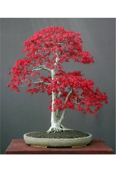 Tohum Dünyam Bodur Acer Rubrum Bonzai Ağacı Tohumu 5 Adet Bonsai Ağacı Tohumu Tohum Dünyam Bodur Acer Rubrum Bonzai Ağacı Tohumu 5 Adet Bonsai Ağacı Tohumu