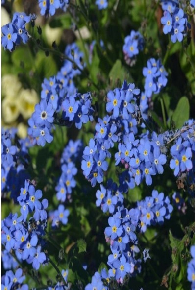 Tohum Dünyam Mavi Unutma Beni Çiçeği Tohumu (50 Tohum)